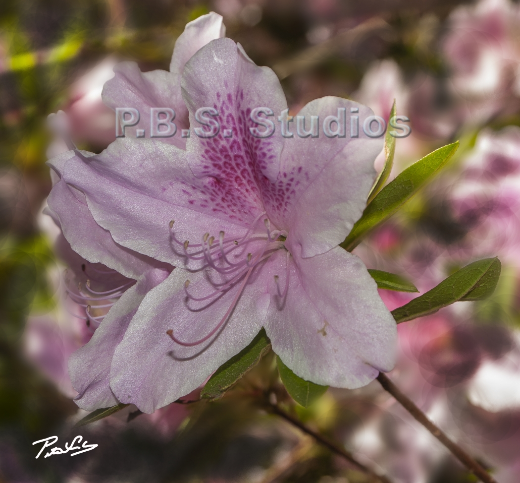 Gallery - Flowers - PBS Studios