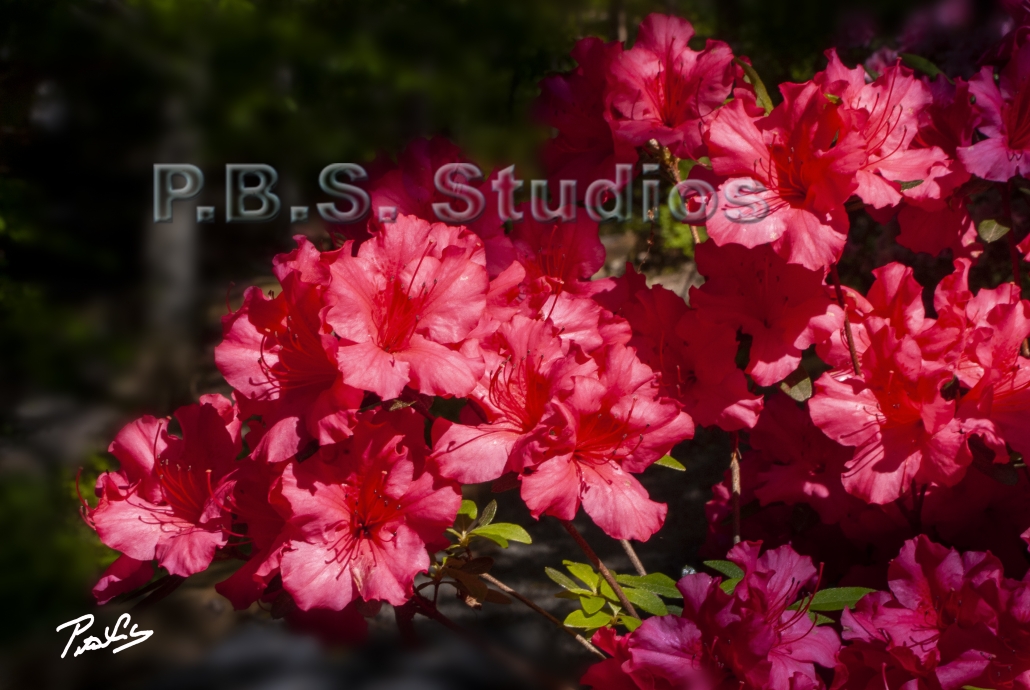 Gallery - Flowers - PBS Studios